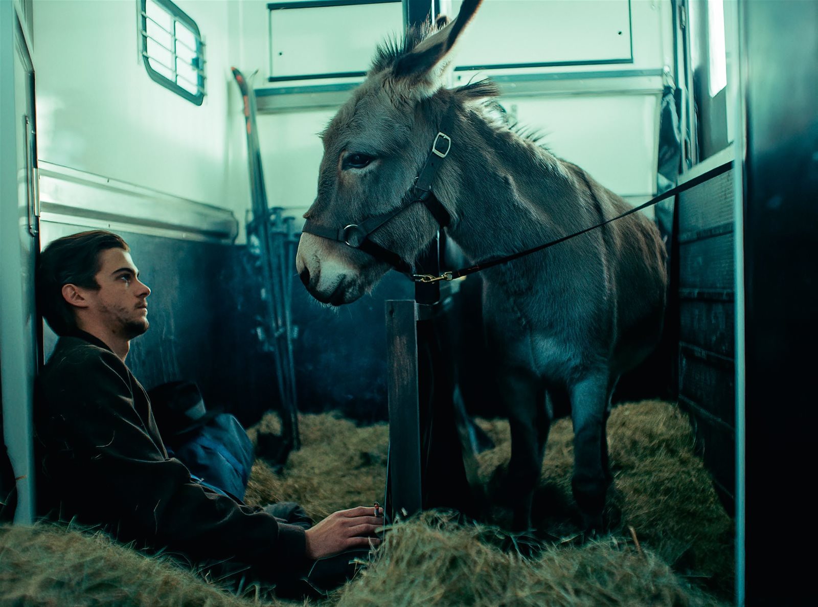 [Crítica] "EO", la mirada de un burro - Críticas - Cinencuentro