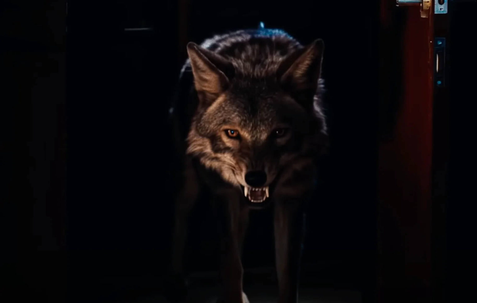 Fantastic Fest: «Coyotes» (2025), la furia de la naturaleza - Cinencuentro
